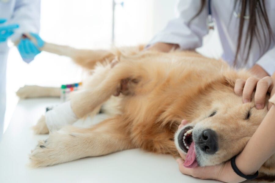 Veterinary Surgery | Milpitas Pet Clinic